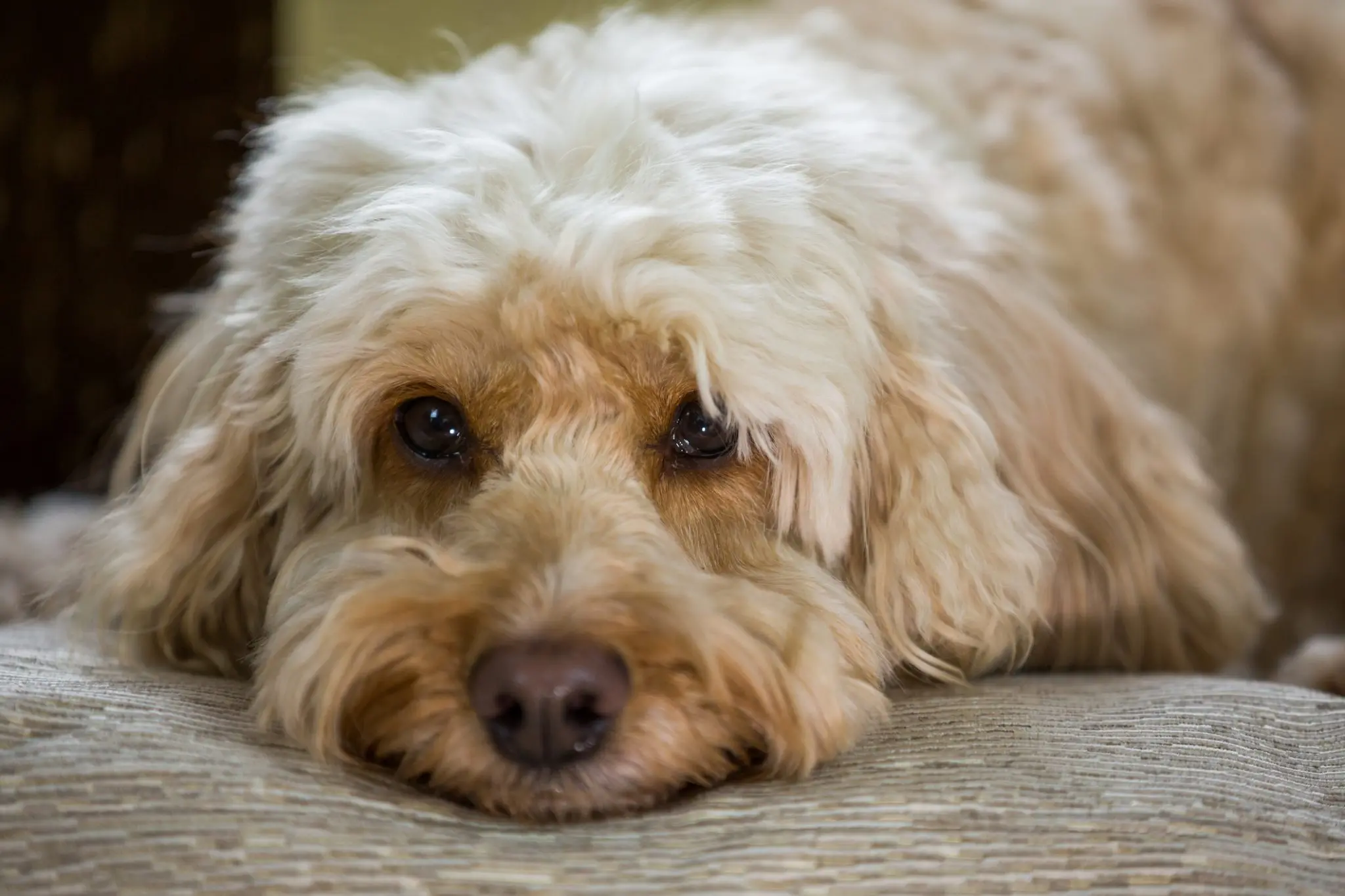 Is a Cockapoo a Good First Dog? | EtcPets